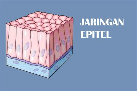 Download 76 Gambar Jaringan Epitel Selapis Terbaik Gambar
