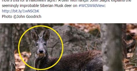 멸종위기종 뱀파이어 노루 발견 귀여운 얼굴에 반전 송곳니 깜짝