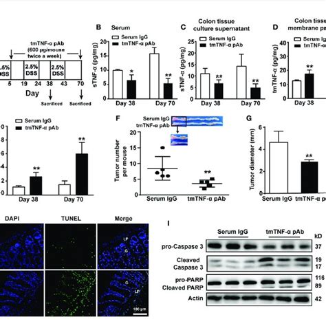 Aom Dss Induced Cac A Schematic Treatment Of Mice With Aom And Download Scientific Diagram