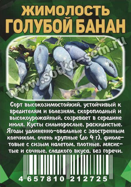 Золотая сотка алтая