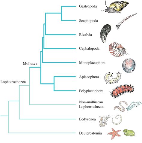 Phylum Mollusca Tree