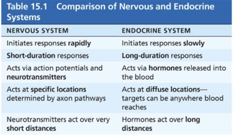 Endocrine System Flashcards Quizlet Endocrine System Flashcards Quizlet