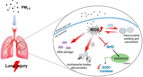 Possible Pathways Of Pm25 Exposure Induced Lung Injury In Rats