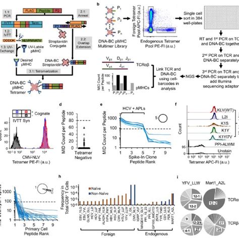 Workflow For Generation Of Dna Bc Pmhc Tetramer Library And Proof Of