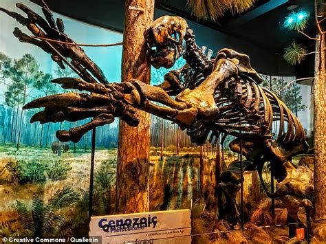 Fossil Remains Of 22 Ice Age Sloths The Size Of Elephants Found
