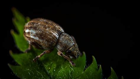 How To Get Rid Of Rice Bugs Rice Weevils Naturally Bugwiz