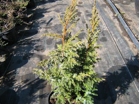 Jalovec Stěsnaný Loderi Juniperus Pingii Loderi Zahradnictví Flos