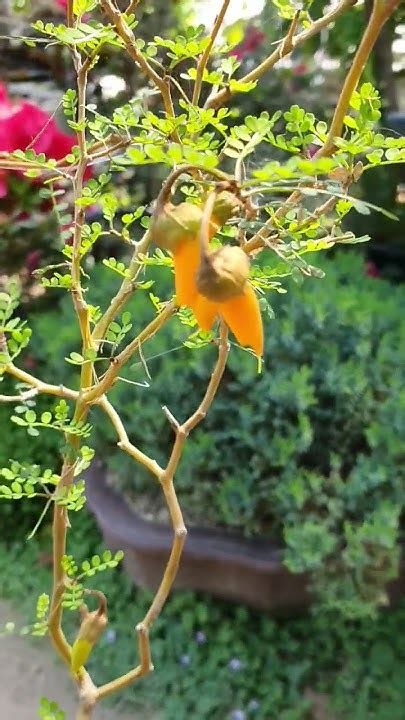 마오리 소포라부리모양의 황금꽃 Youtube