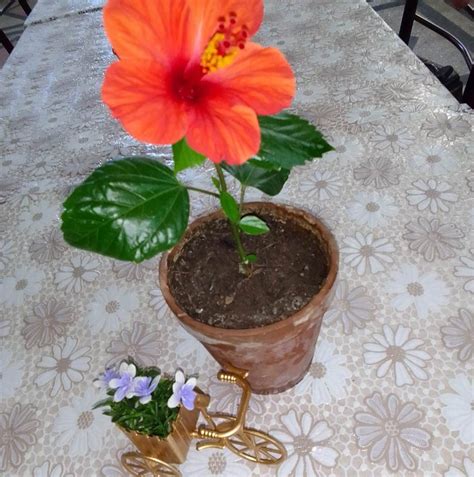 Пенсионерски клуб Пенсионерски клуб село Медовина