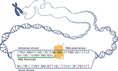 Rna Polymerase Binds To A Start Codon On Dna