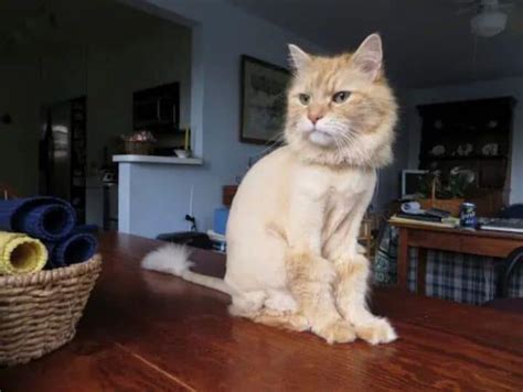11 Adorable Maine Coon Cats With Lion Cuts With Photos