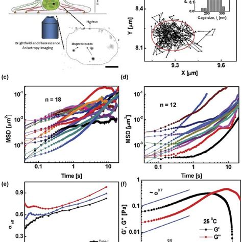 Single Particle Tracking Analysis Of Particles In The Nucleus A Download Scientific Diagram