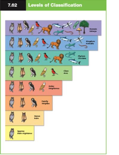 8 Levels Of Classification Screen 2 On Flowvella Presentation Software For Mac Ipad And Iphone