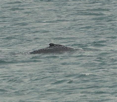 Humpback Whale Manx Whale And Dolphin Watch