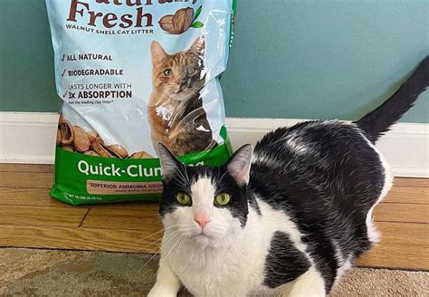 Walnut Cat Litter How Does It Work And How To Use It