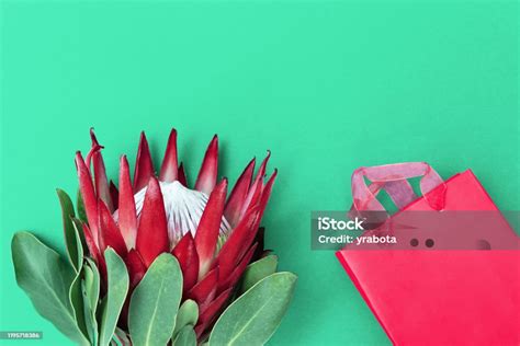 아름다운 꽃 프로 테아 큰 이국적인 식물 복사 공간이있는 밝은 빨간 종이 패키지와 축하 배경 소원 인사말 카드입니다 0명에 대한