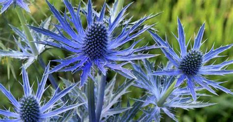 How To Grow Sea Holly Eryngium Flowers