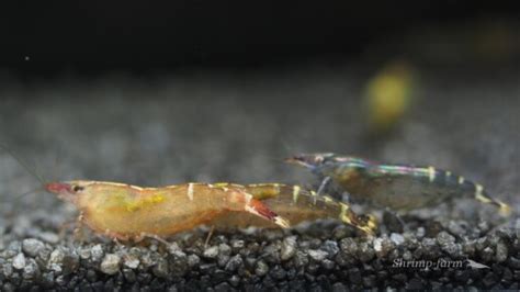 Caridina Babaulti Malaya Shrimp Farm