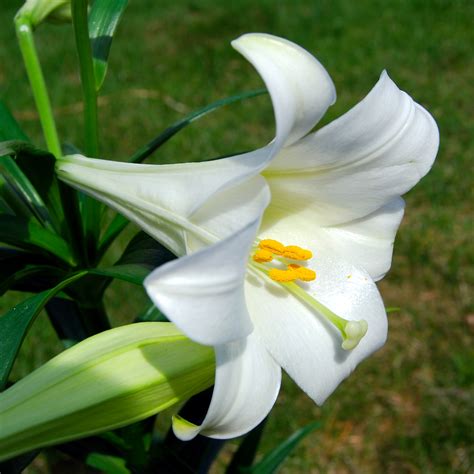 File Lilium Lonlorum Easter Lily  Wikimedia Commons