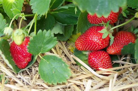 صور الفراولة Photos Strawberries