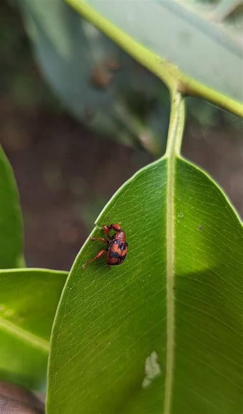 Bug Cuts The Leaves Please Id Rinsects