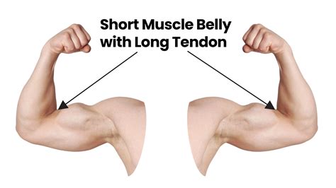 Small Triceps Bigger Biceps 4 Ways To Fix It Inspire Us