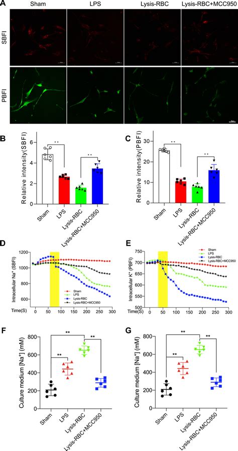 Nkcc1 Mediated Transmembrane Cotransport Of Ions And Water After Nlrp3