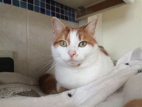 Pixie Heard Something In The Other Room Scrolller