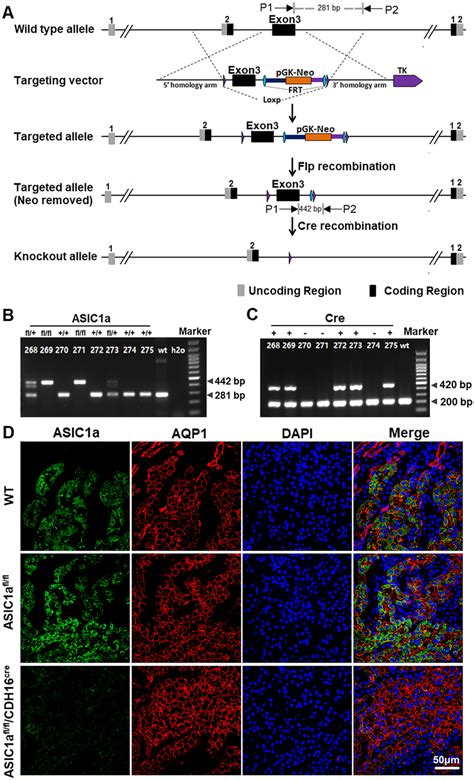 Generation Of Conditional Renal Tubular Asic1a Knockout Mice