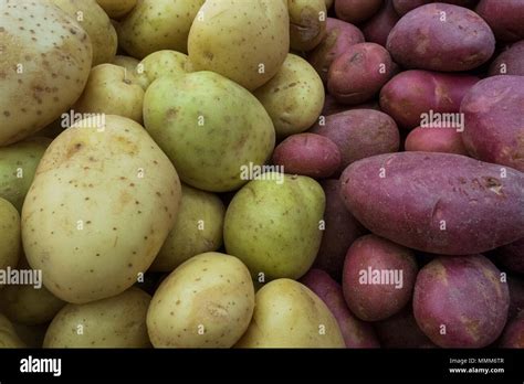 Huge Tubers Of Young Fresh Kortofel Burgundy And Light Beige Color In
