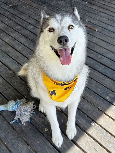 Lilo Arctic Rescue Victoria Inc