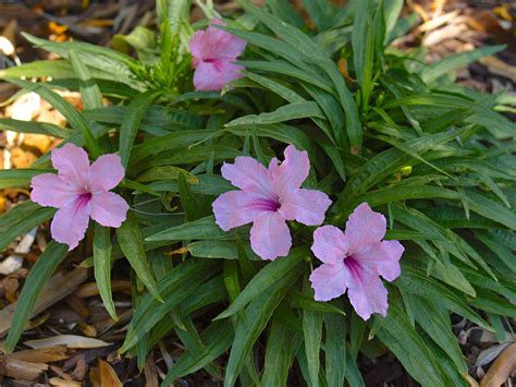 Katies Dwarf Ruellia Purple Native Gardeners