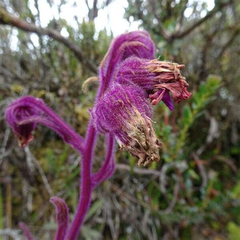 Senecio Formosoides Plant Care And How To Grow Water