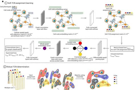 Researchers Develop Algorithm To Determine How Cellular Neighborhoods