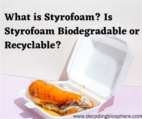 What Is Styrofoam Is Styrofoam Biodegradable Or Recyclable Decoding