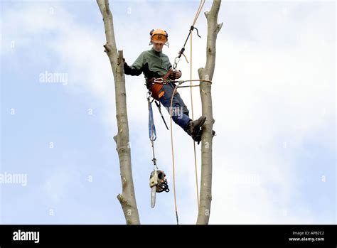 Tree Surgeon At Work Stock Photo Alamy