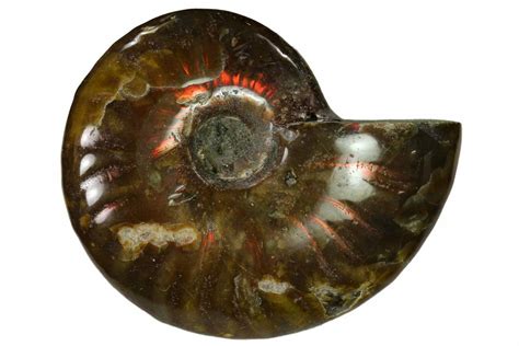 2 Red Flash Ammonite Fossil Madagascar 151639 For Sale