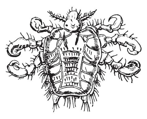 Crabs Std Symptoms Treatment Pictures Std Crabs