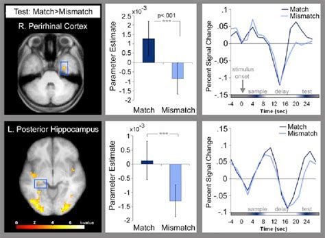 Figure 1 From Medial Temporal Lobe Activity Predicts Successful Relational Memory Binding