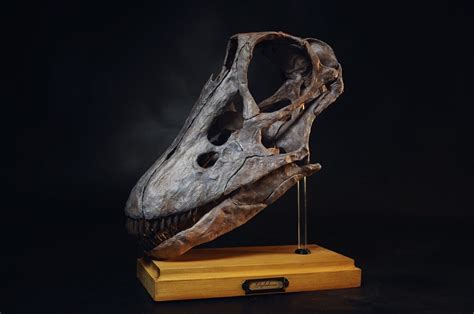 3d Printed Diplodocus Head Skull Skeleton Model Dinosaur 1 1 Etsy