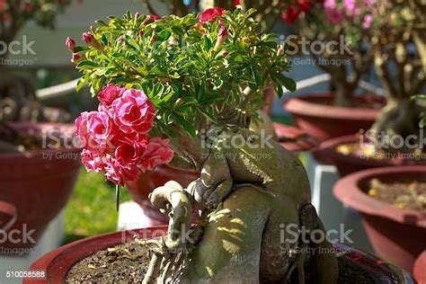 Adenium Obesum 로세아 또는 사막 로즈 In Flowerpot 0명에 대한 스톡 사진 및 기타 이미지 0명 계절