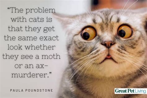 Funny Pictures Of Cats With Sayings