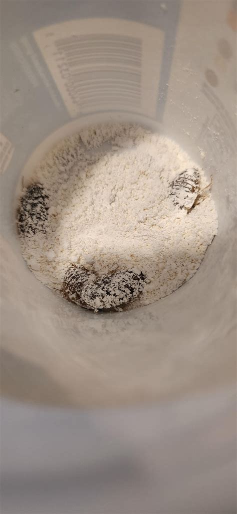 The Roach Literally Got The Poo Scared Out Of It When It Was Eaten R Leopardgeckos