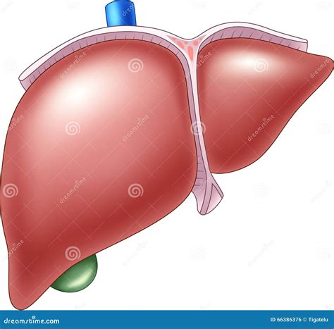 Cartoon Illustration Of Human Liver Anatomy Stock Vector Illustration