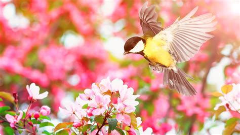 Peaceful Instrumental Music Relaxing Nature Music Birds Sing In The Dawn By Tim Janis YouTube
