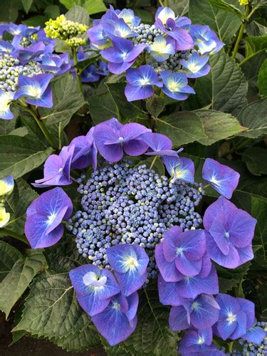 Hydrangea Macrophylla Blaumeise Cornish Hydrangeas