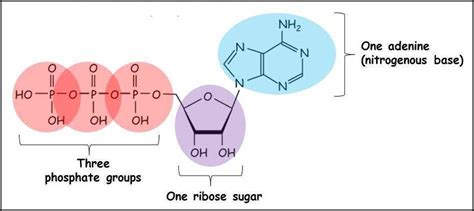 Simple Diagram Of Atp
