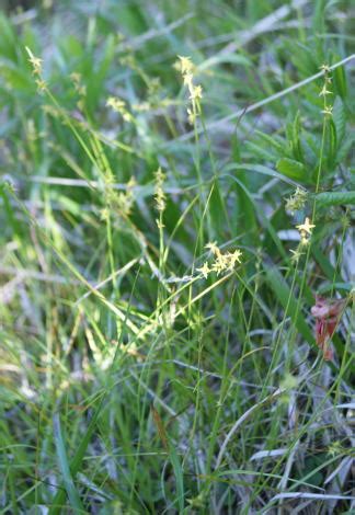 跡見群芳譜 野草譜 カワズスゲ