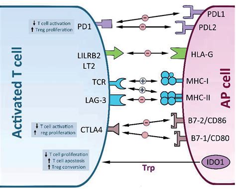 Schematic Representation Of Immune Checkpoint Molecules Including A