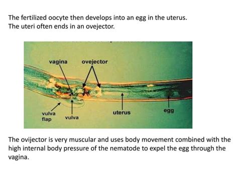 Nematodes In Fisheries Pptx